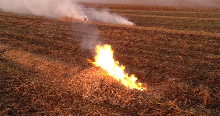 Narrow-windrow burning option for resistant weed control
