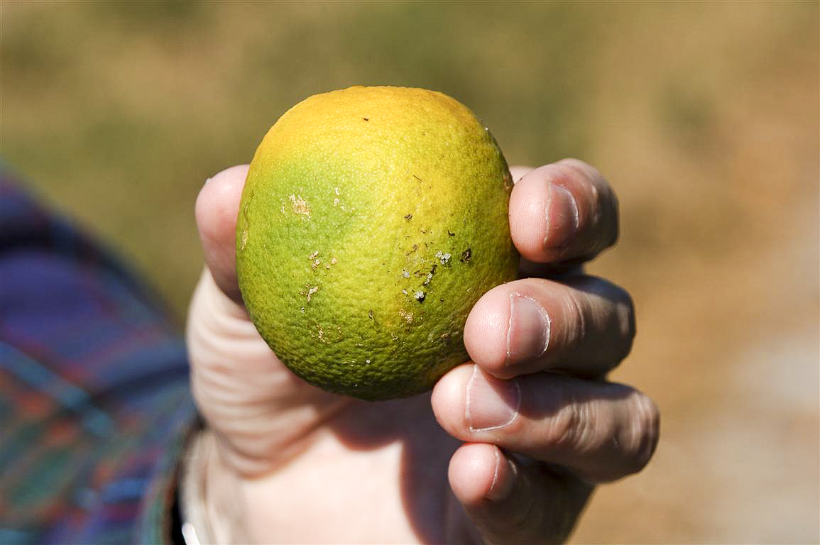 Citrus greening continues to be found in southern California