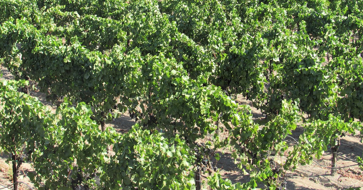 Microshoot tip therapy helps ailing vineyards