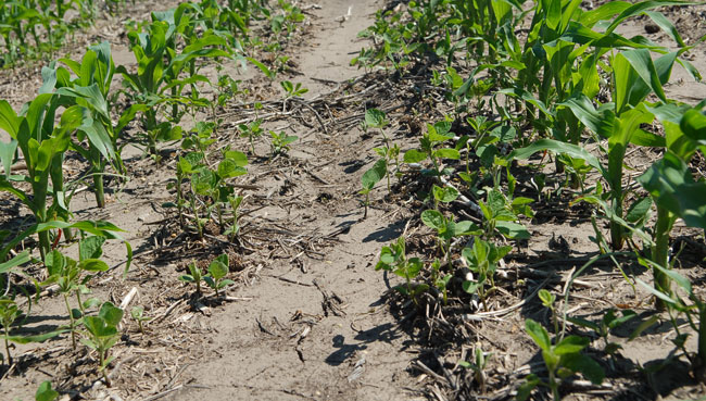 Tips to Control Glyphosate-Resistant Volunteer Soybeans in Corn