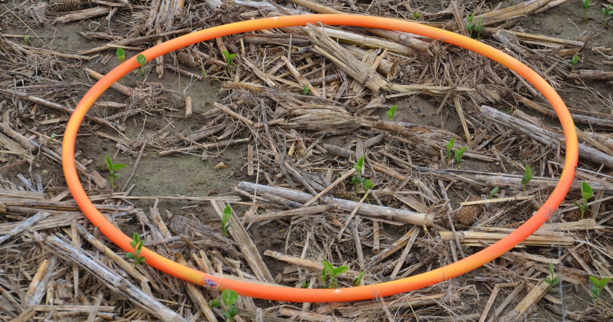 Soybean stands vary by variety