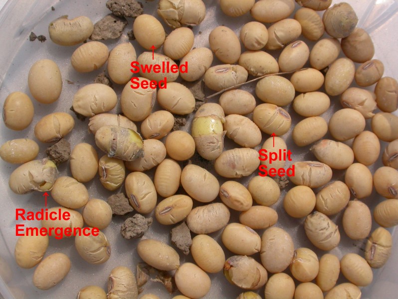 Variable germination and emergence in soybean: Which seeds are still v