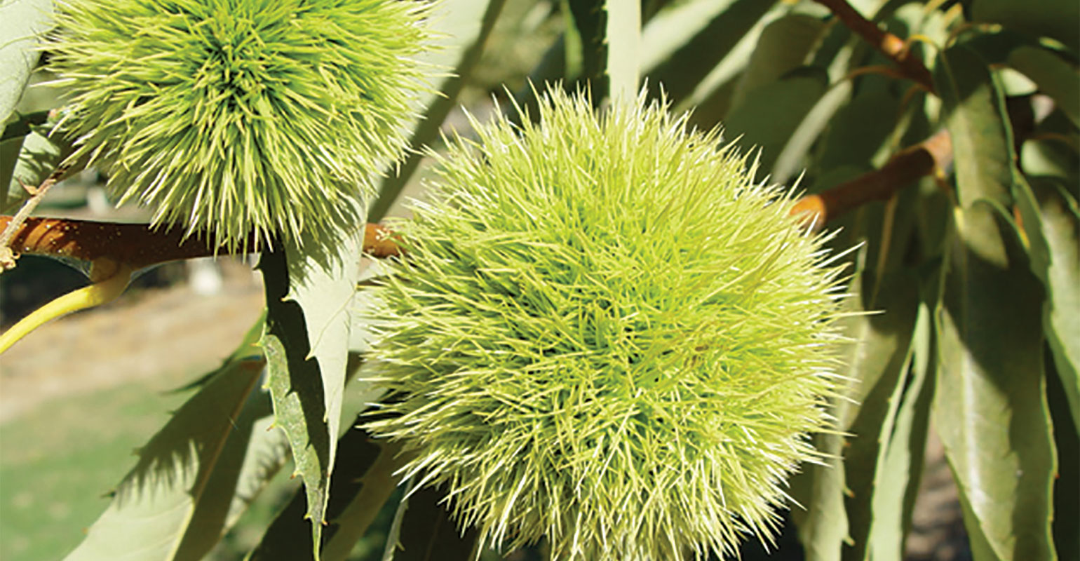 Chestnuts, roasting or otherwise, find niche