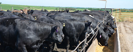 Manage Your Cattle Carefully to Avoid Stress in Summer Heat