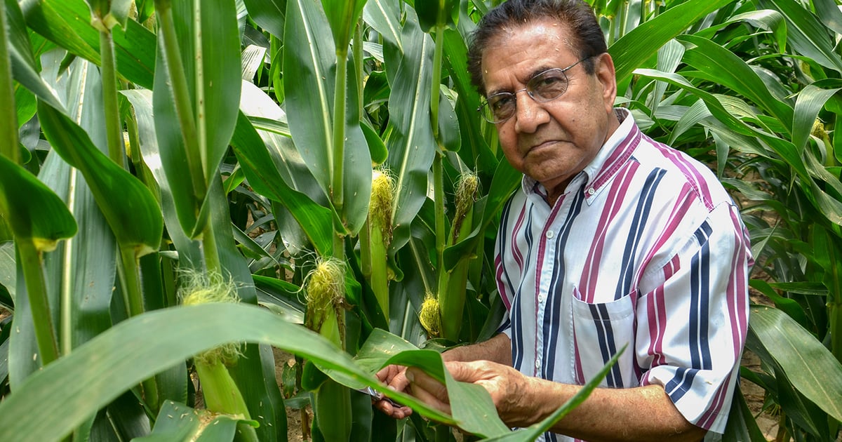 What ear leaf, surrounding leaves mean to corn