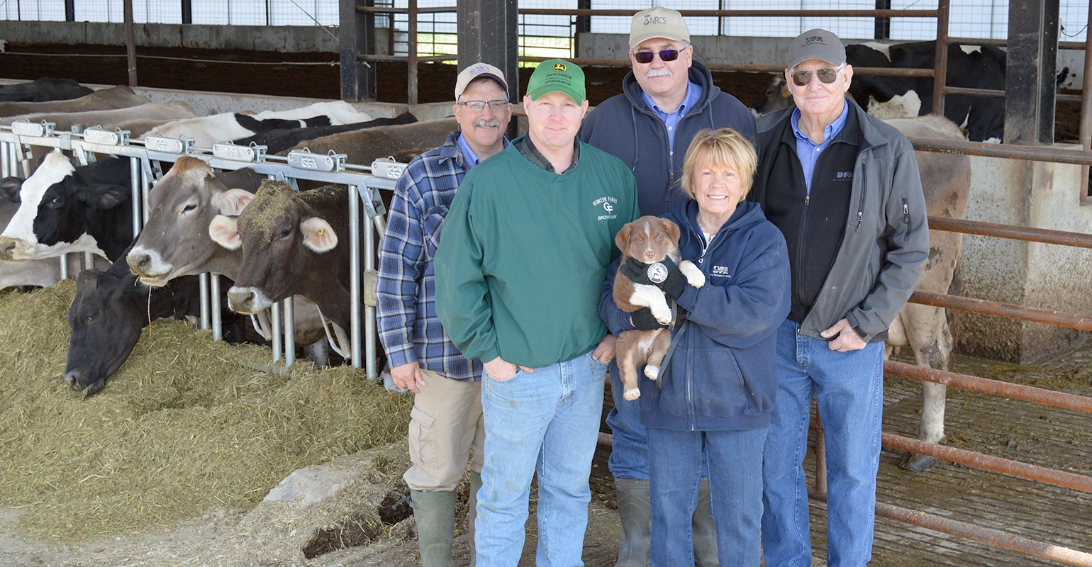 Dairy farmers help cows get comfy
