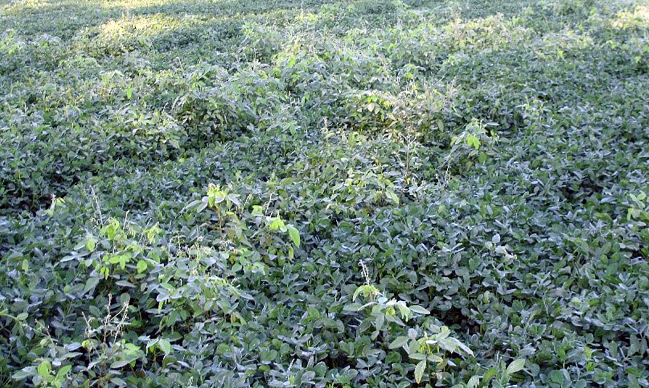 Know the half-life, and why residuals don’t last forever