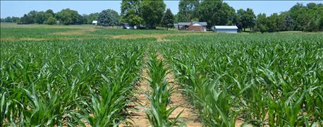 When is corn a weed, and when is it corn?