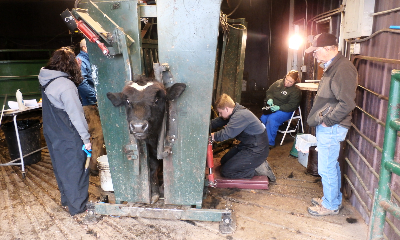 Check bull soundness before turning out