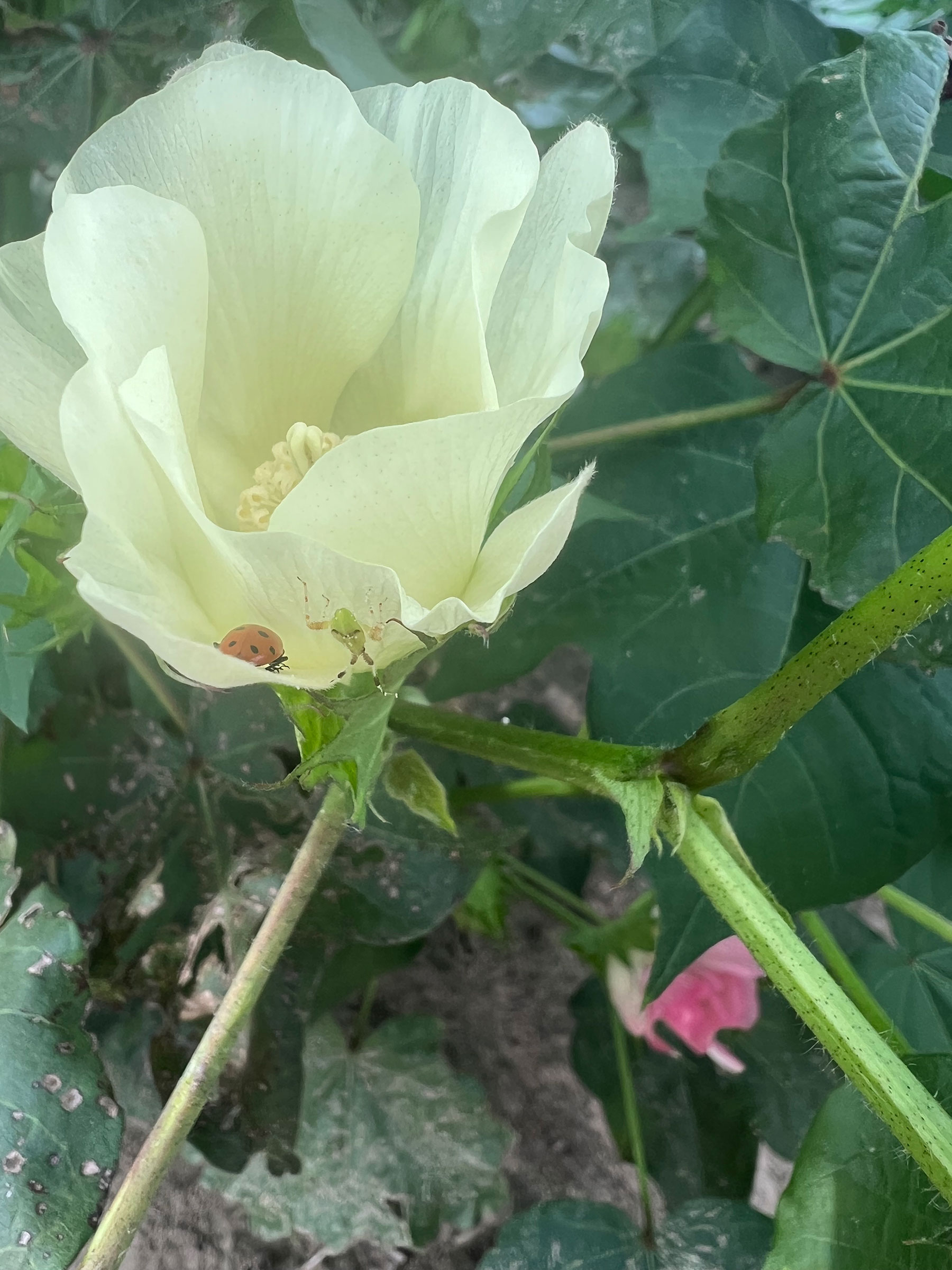 Missouri farmers use integrated pest management for resilient crops
