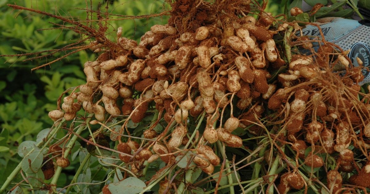 Putting peanut genome pieces together is complex project