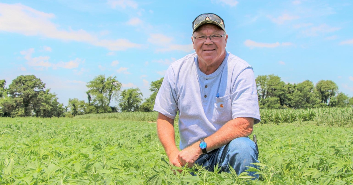 Hemp grows in southeast Missouri fields