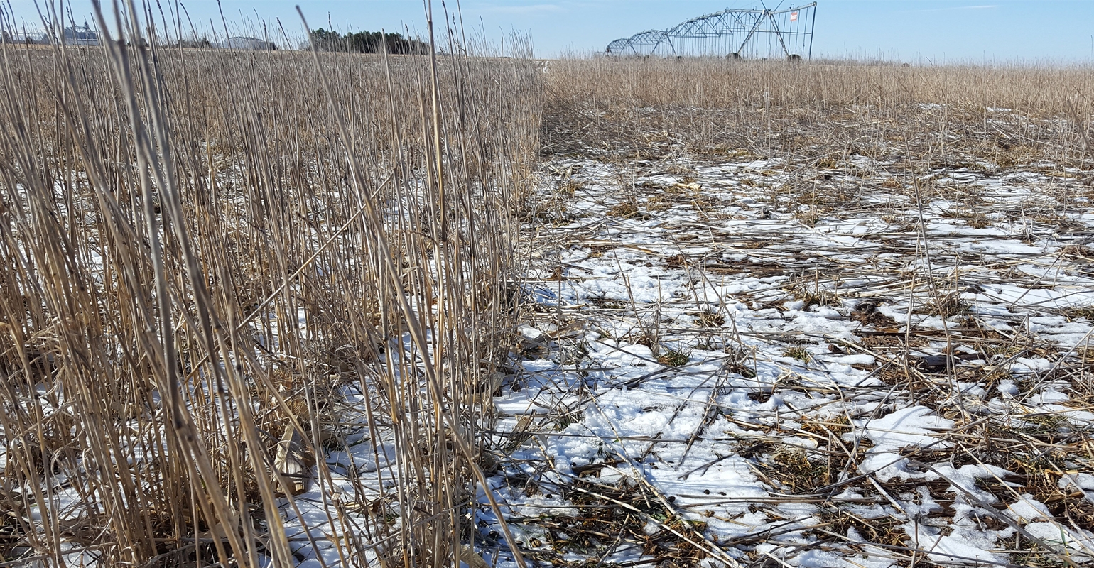 Solid stem wheat: Option for sawfly control