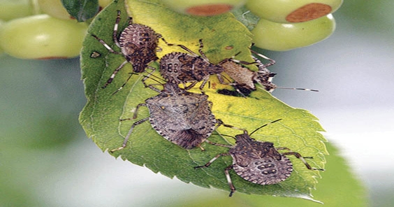 Invasive pest invasion marches on across U.S. | Farm Progress