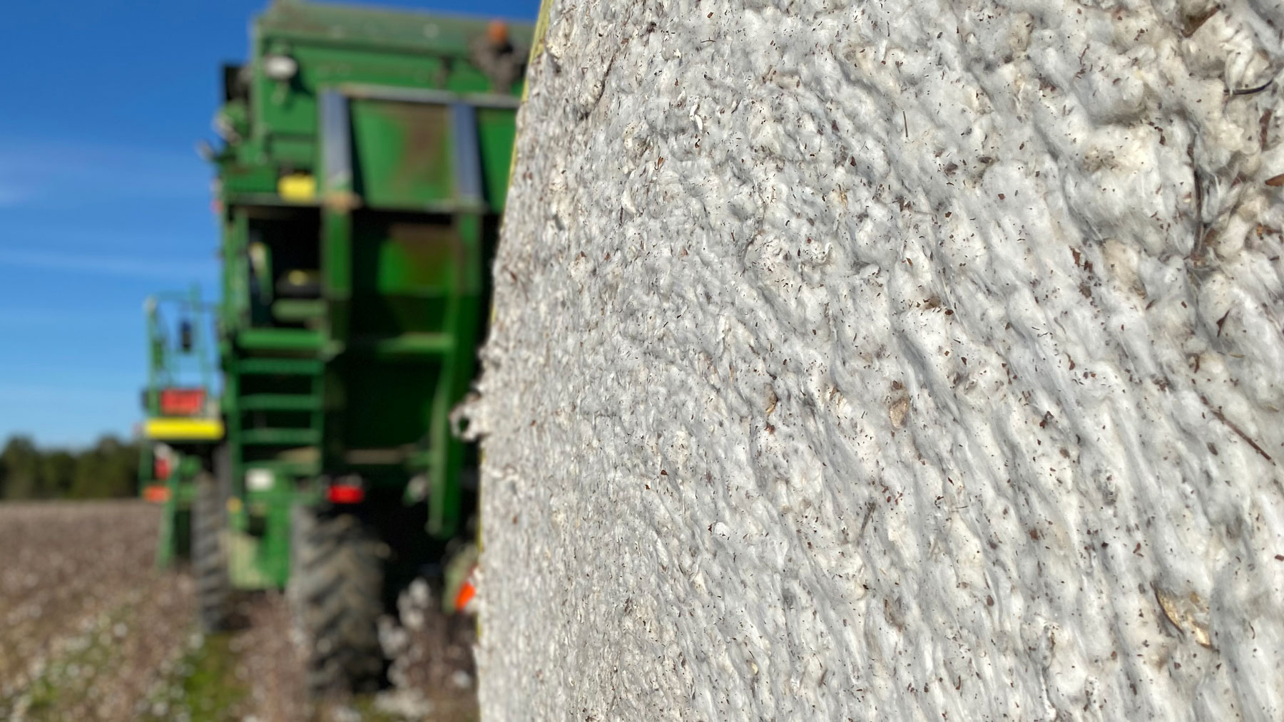 PhytoGen releases two new cotton varieties for 2024