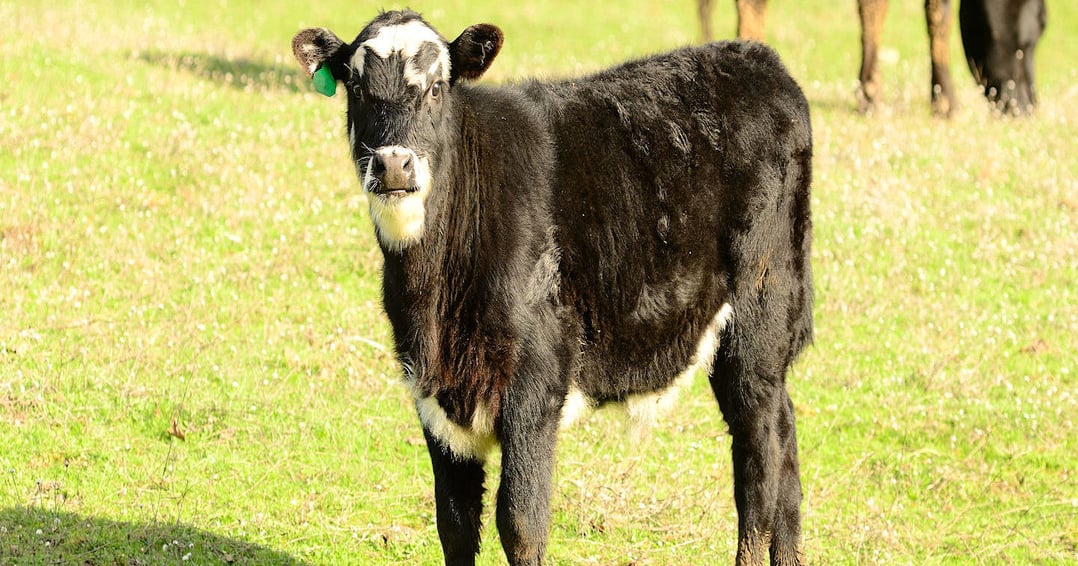 5 Traits You Want in a Beef Breeding Heifer