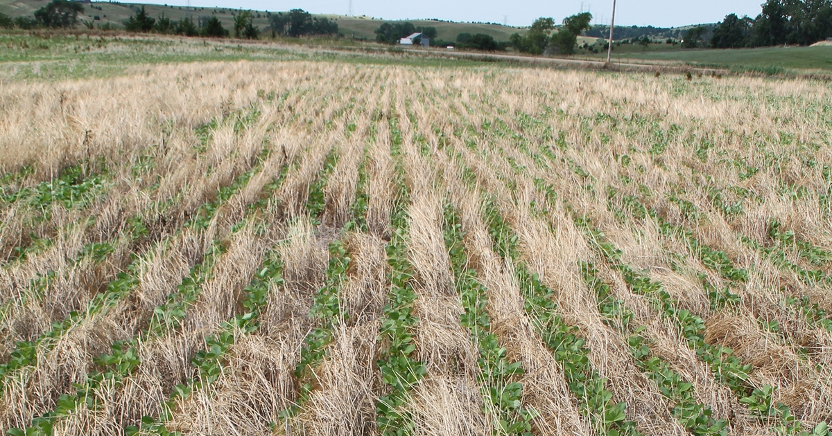 Converting CRP to cropland: Set it up by burning residue?