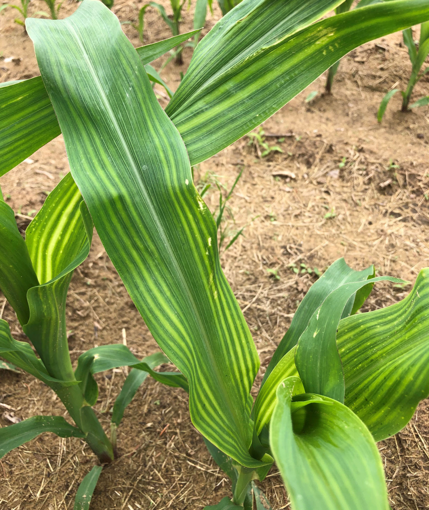 Managing Sulfur Availability & Nutrient Deficiency