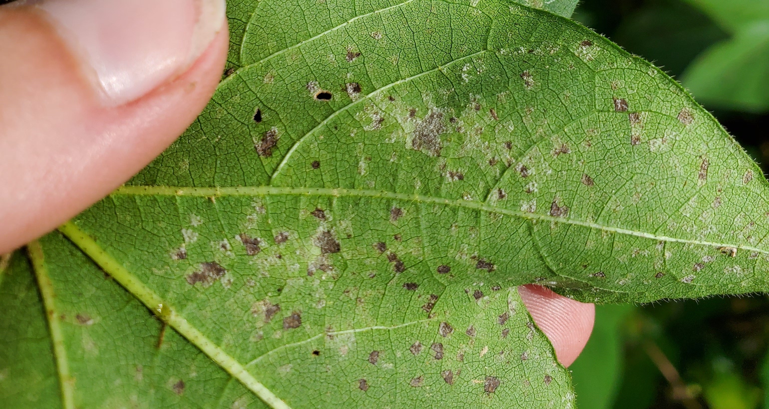 Areolate mildew found in Midsouth cotton