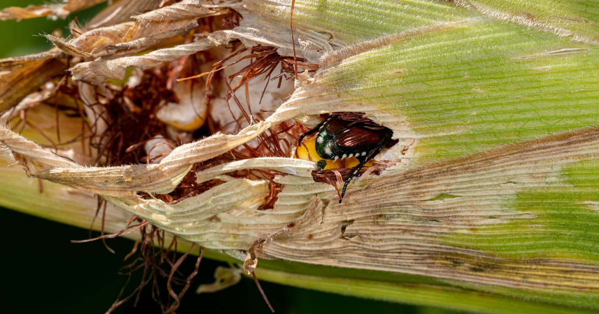 Pests are starting to roll into Kansas fields