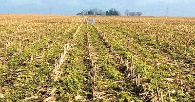 How do cover crops impact water quality?
