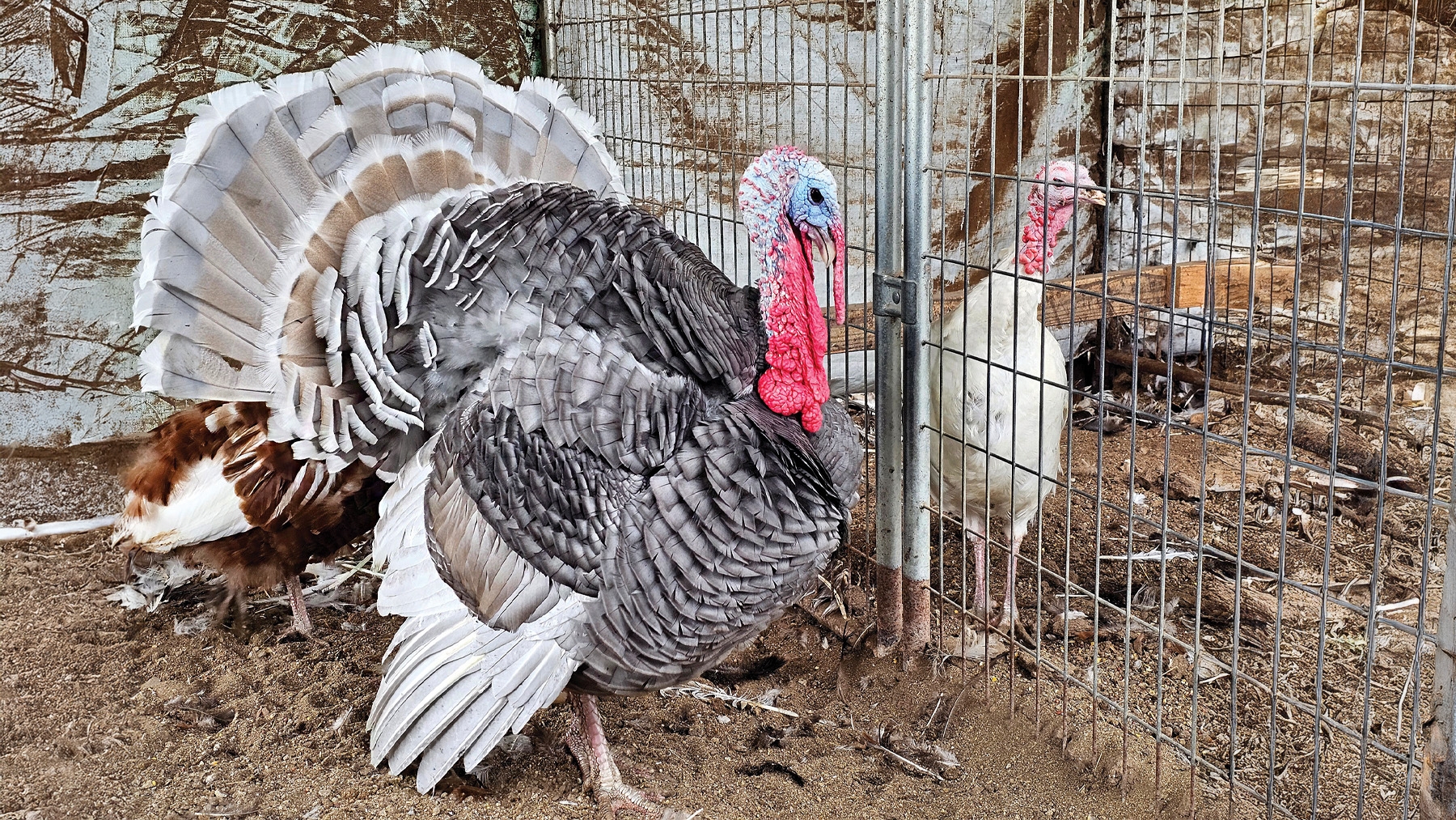 Thanksgiving turkey prices up 70%