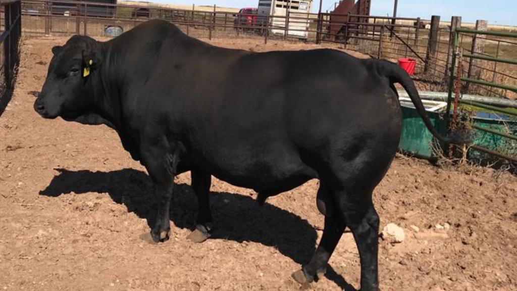 Time to breed a new type of cattle