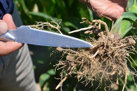 Up-close look at anatomy of a corn plant