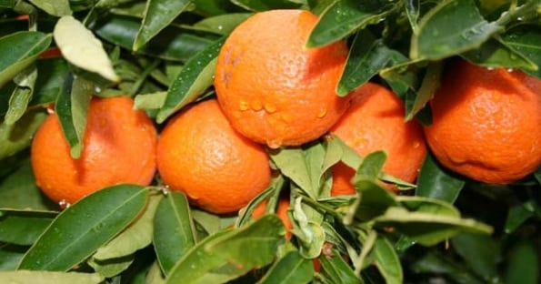 New strain of HLB disease found in South Texas citrus grove