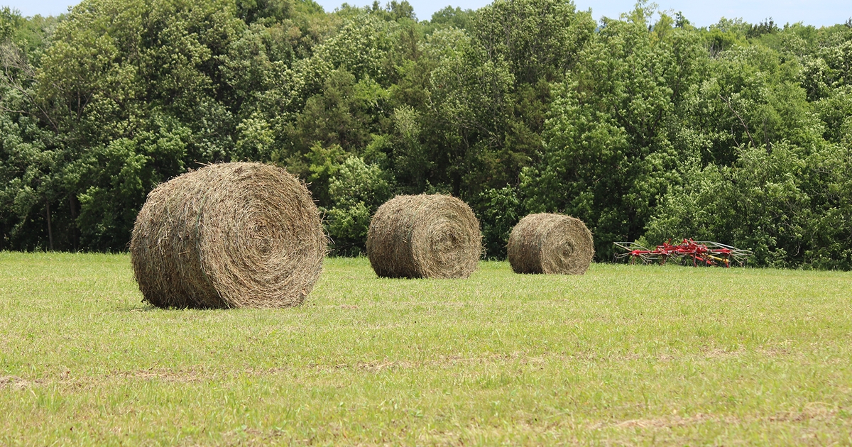 4 tips to get the most out of hay sampling