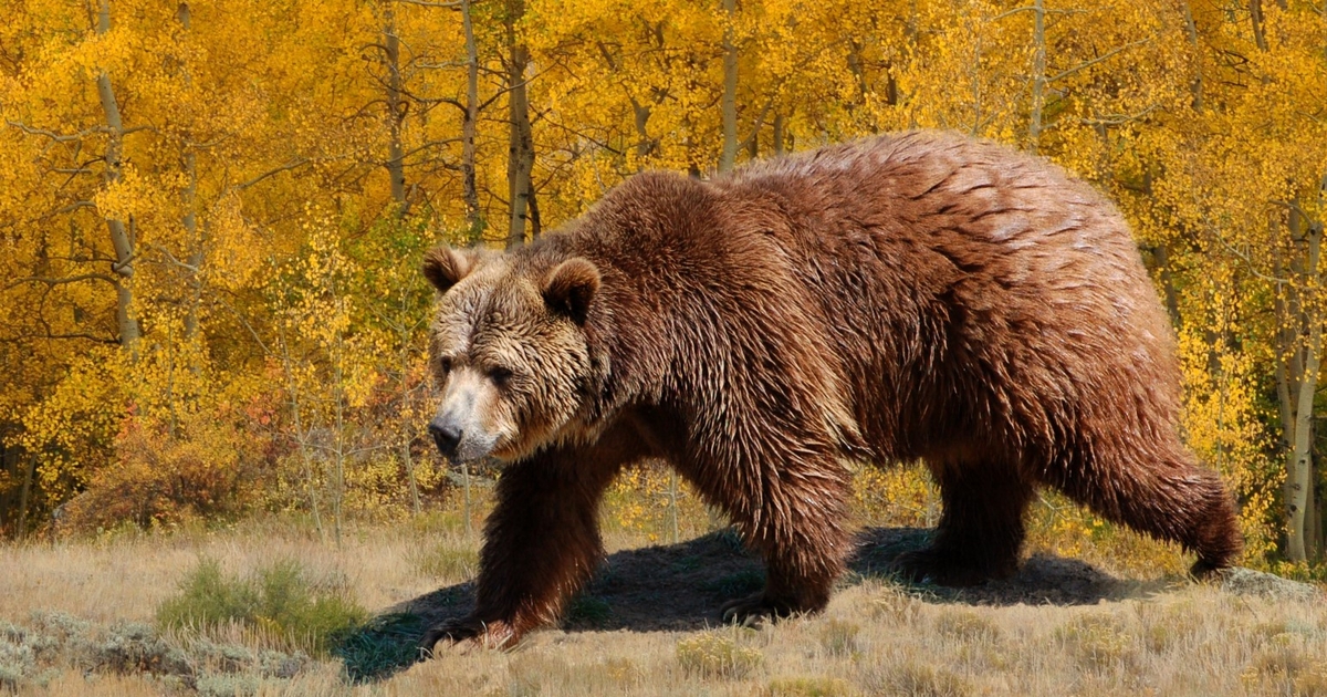 Grizzly bear remains as ‘threatened’ endangered species