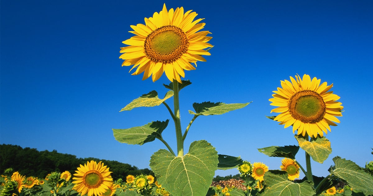 Combat red sunflower seed weevil