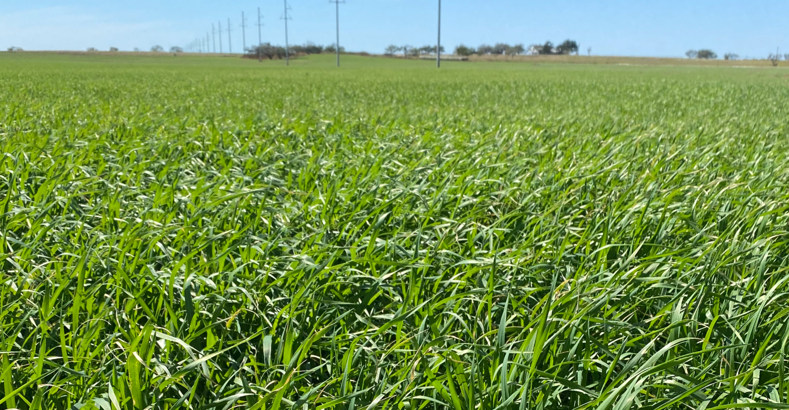 Unmatched protection against armyworm