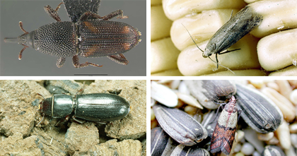 How do I manage insects in my stored grain?