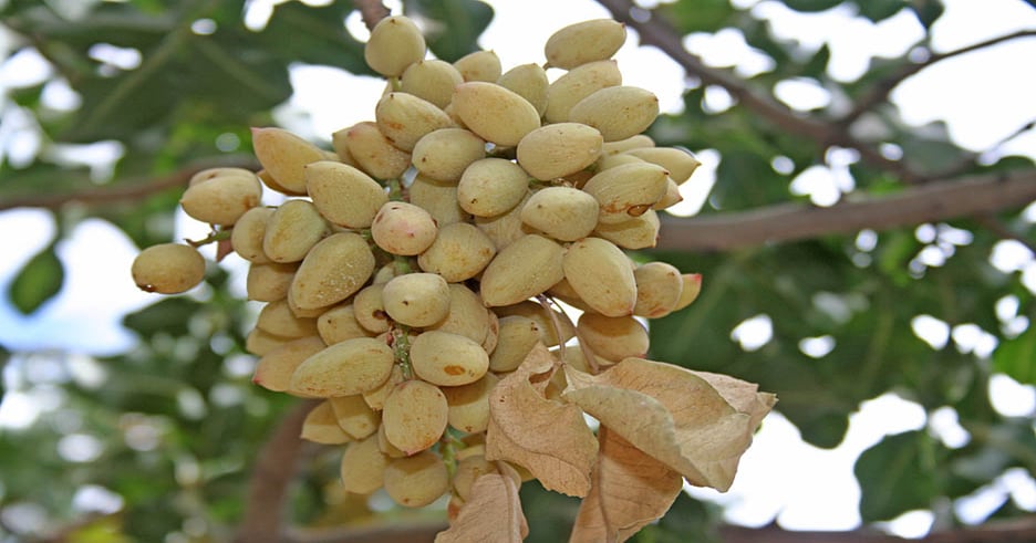Pistachio production prospects show signs of improvement
