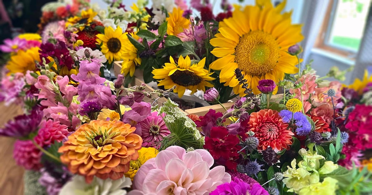 Start a cut-flower garden with these easy-to-grow blooms