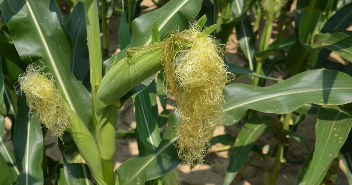 Late-season field scouting tips for corn