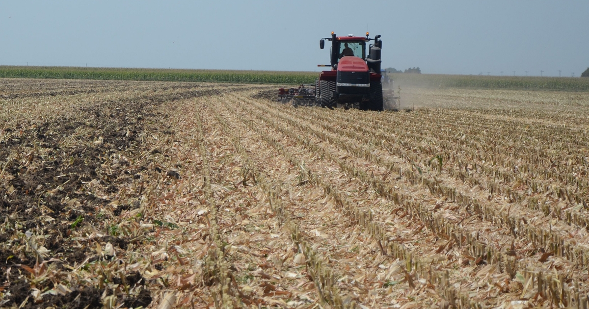 HOW CAN FALL TILLAGE HELP WITH CORN INSECT MANAGEMENT?