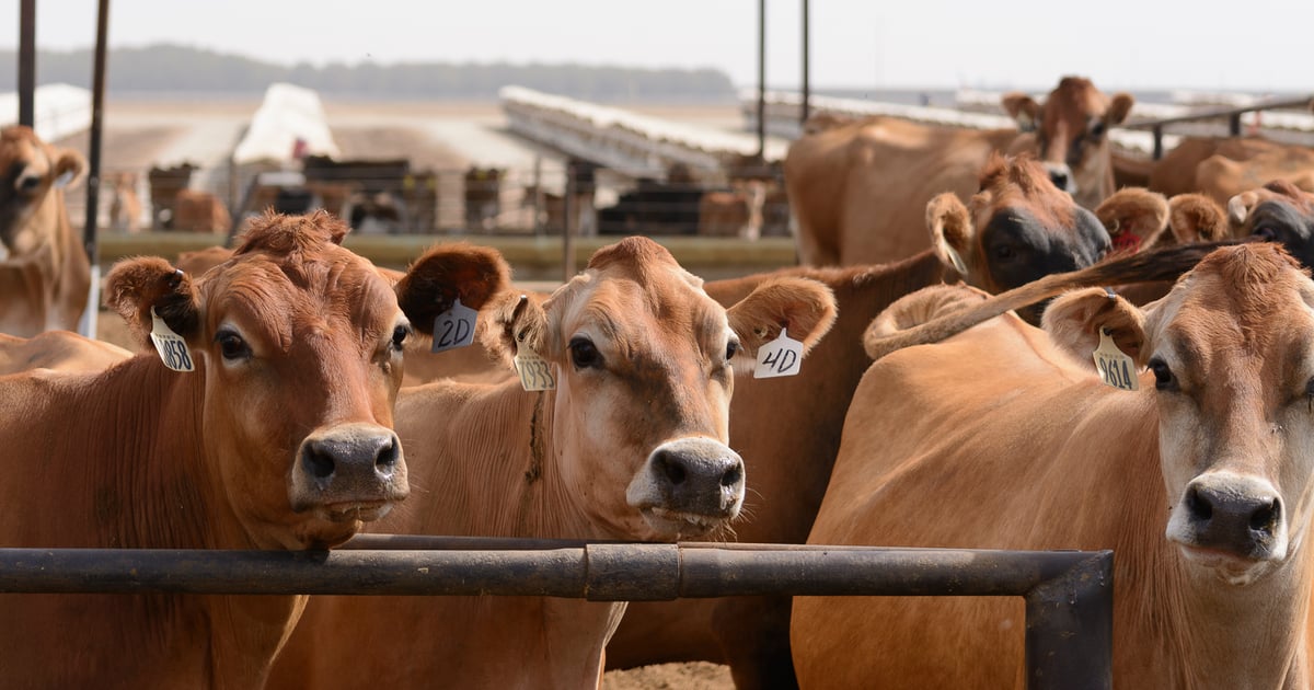 Class III milk price soars above $20 amidst supply chain volatility