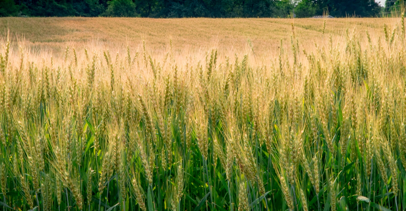 Minnesota Extension host plot tours for small-grain farmers