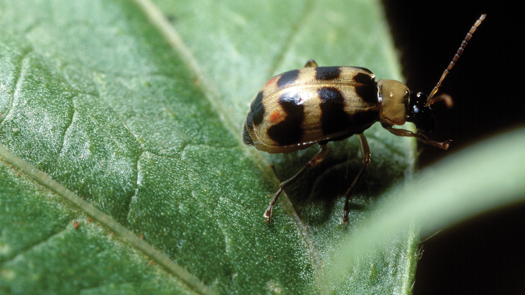 Meet the (bean leaf) beetles