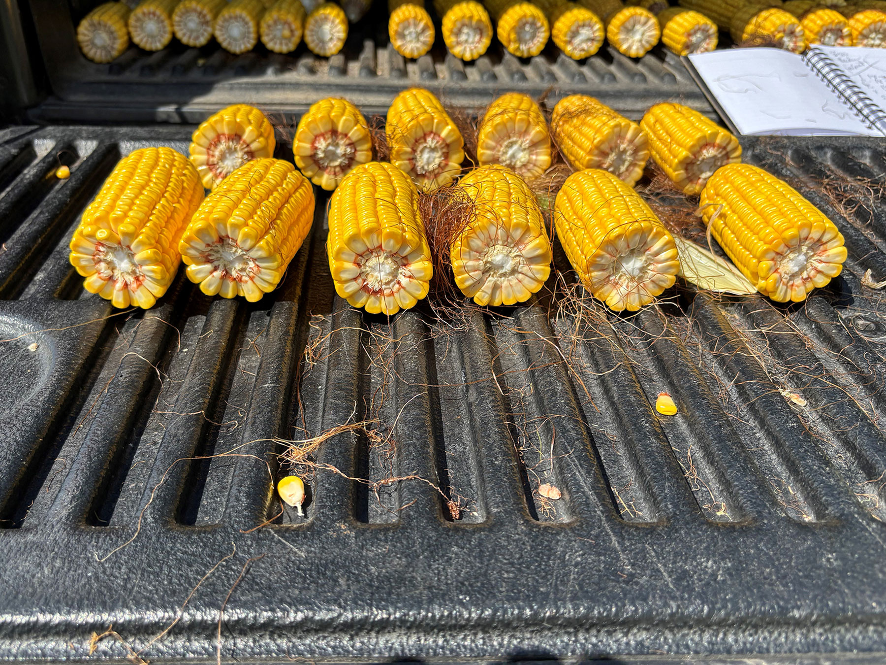 Indiana corn yield estimate exceeds USDA forecast