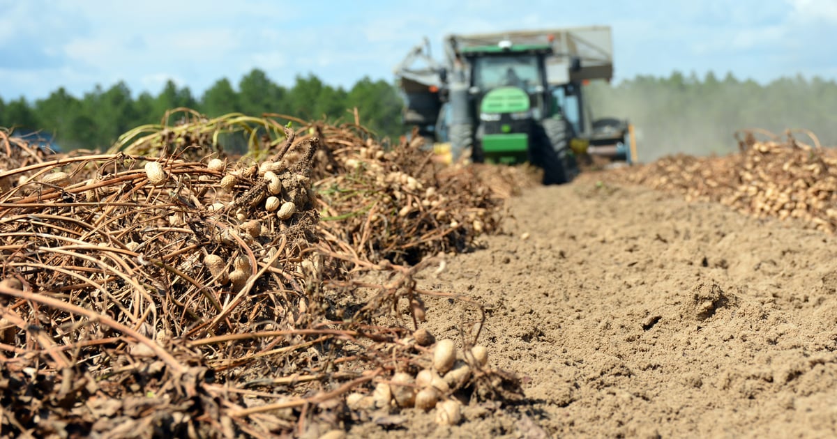 Flash drought hit dryland peanuts