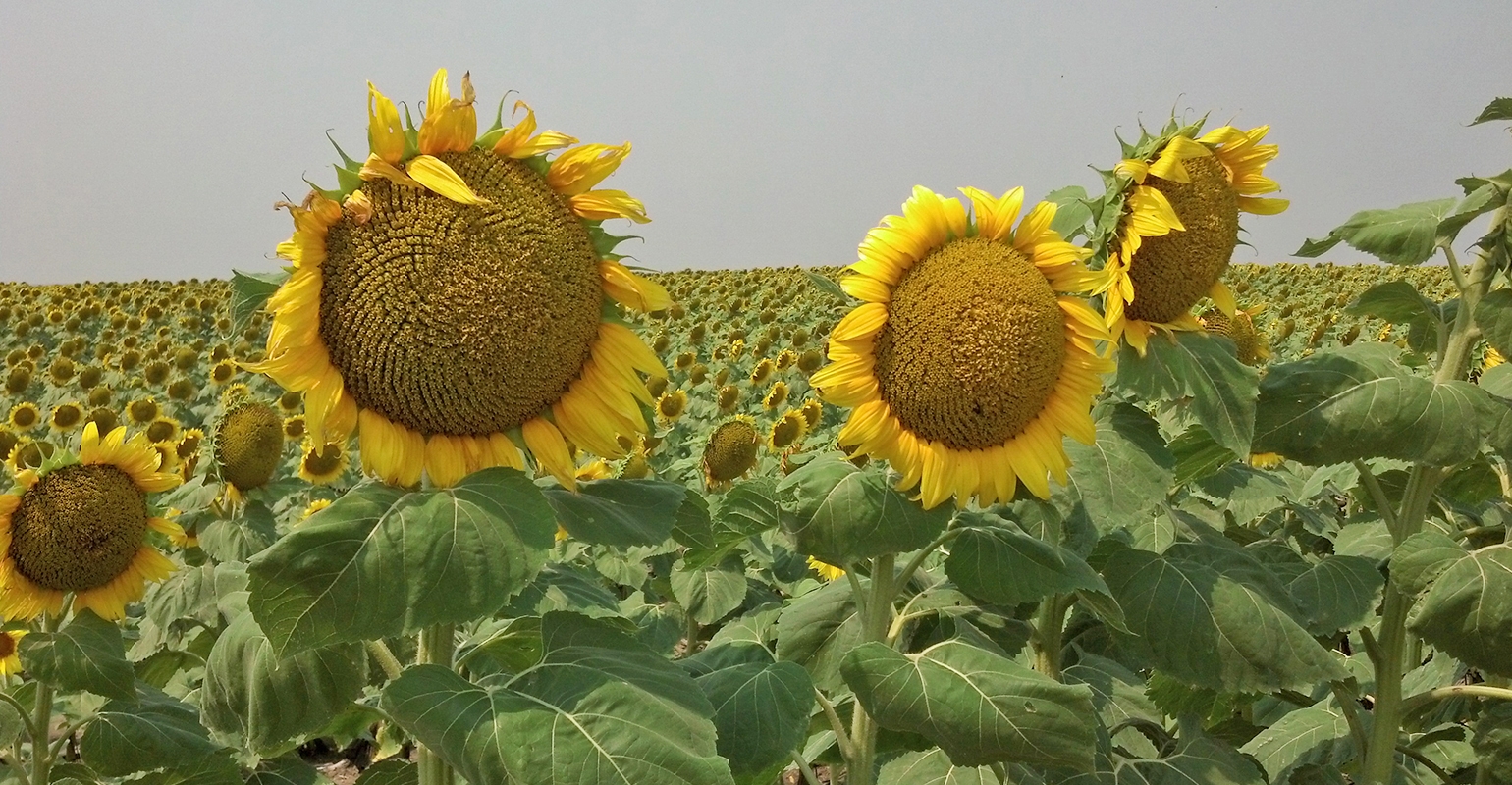 Sunflowers set yield record
