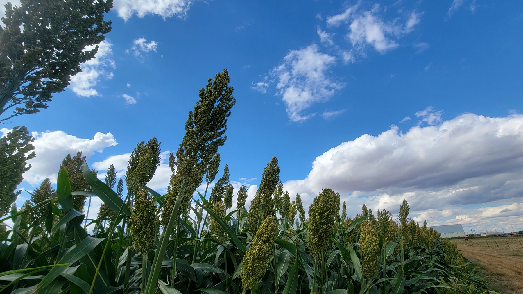 Prussic acid-free forage sorghum now an option for farmers