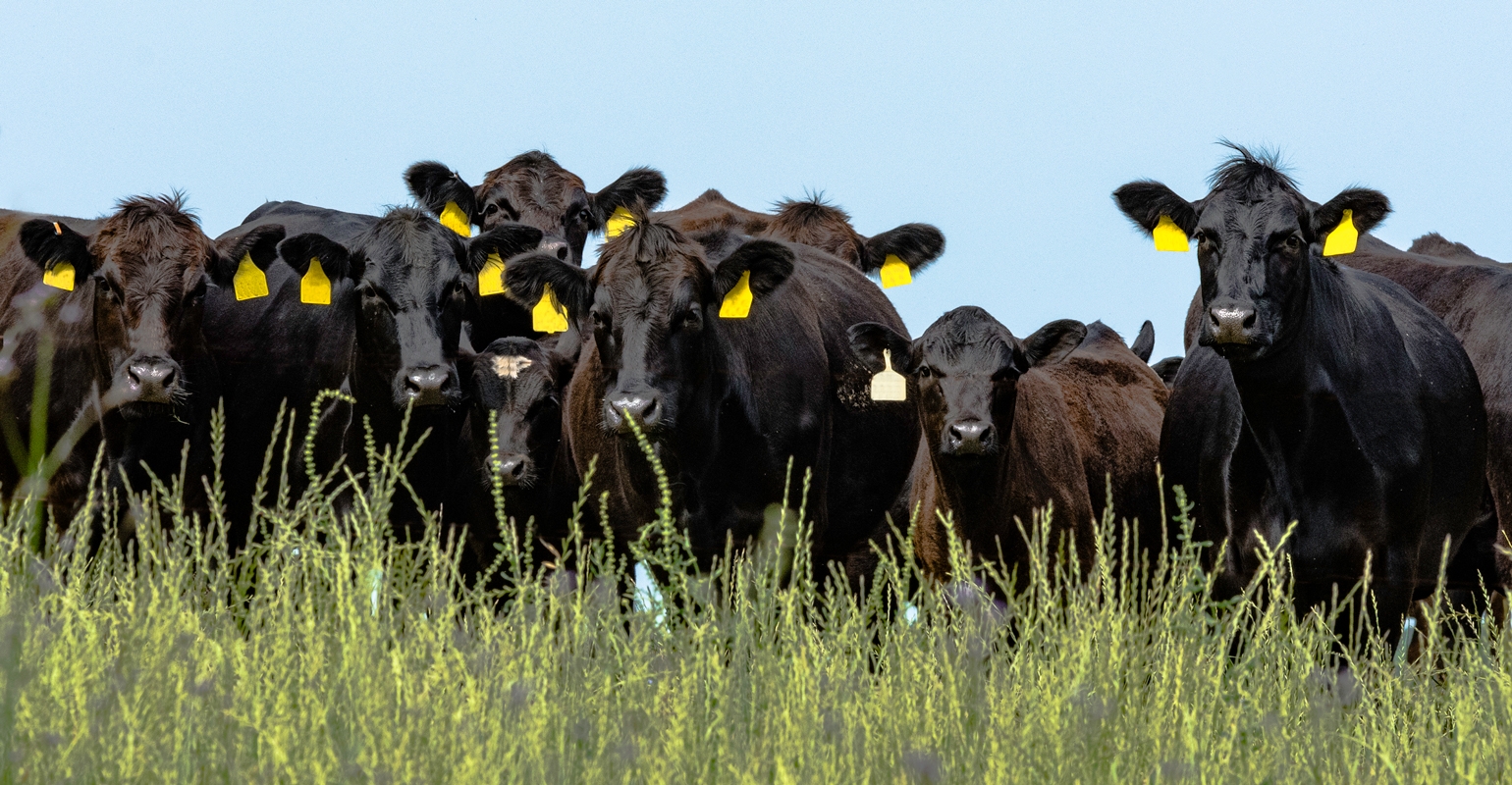 Ohio cattlemen offering new membership for youth