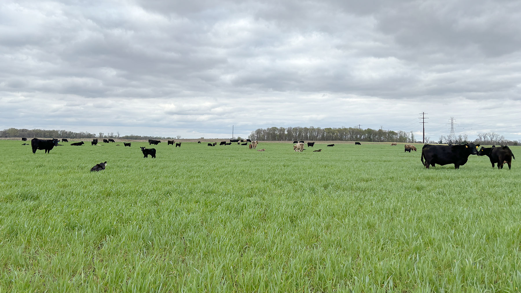 Cover Crops recent news | Farm Progress