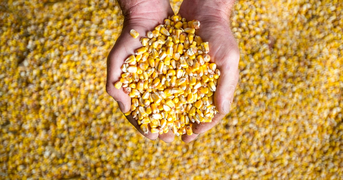 5 steps to estimating corn yield