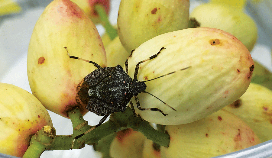 Brown marmorated stink bug: A threat to California nut crops?