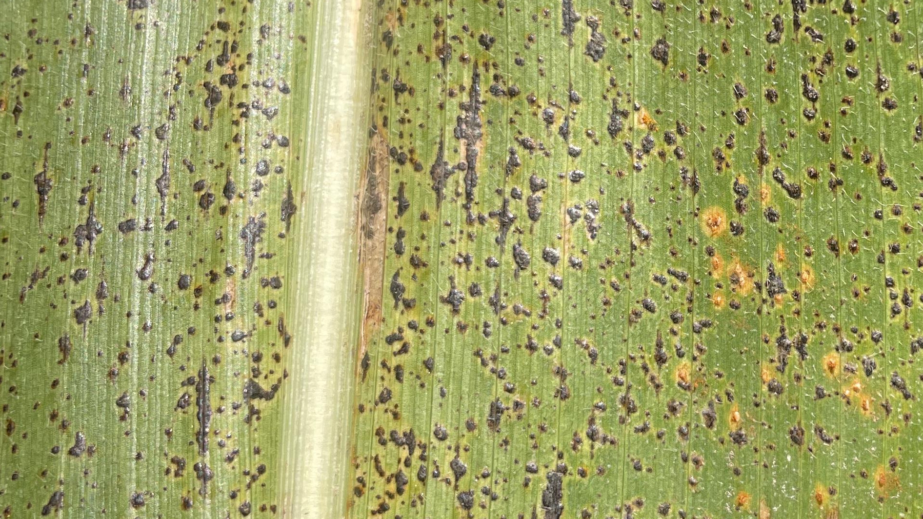 Should I apply a fungicide to my corn?